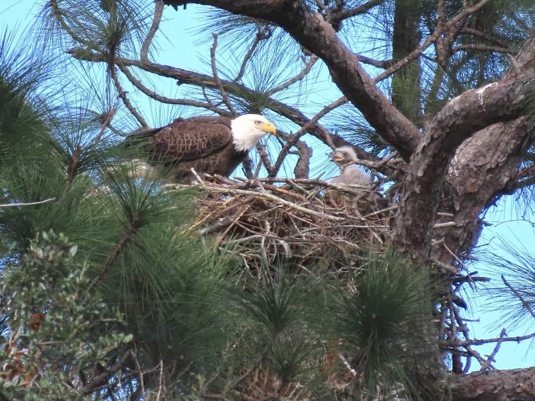 EagleWatch | Audubon